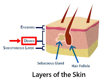 Anatomi Kulit Manusia