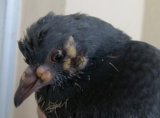 Diseases and Treatment