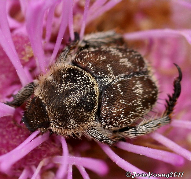 South African Photographs: Monkey Beetle (Eriesthis gutttata)