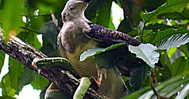 Rajawali Papua si Elang Terbesar Indonesia - Ali Madura