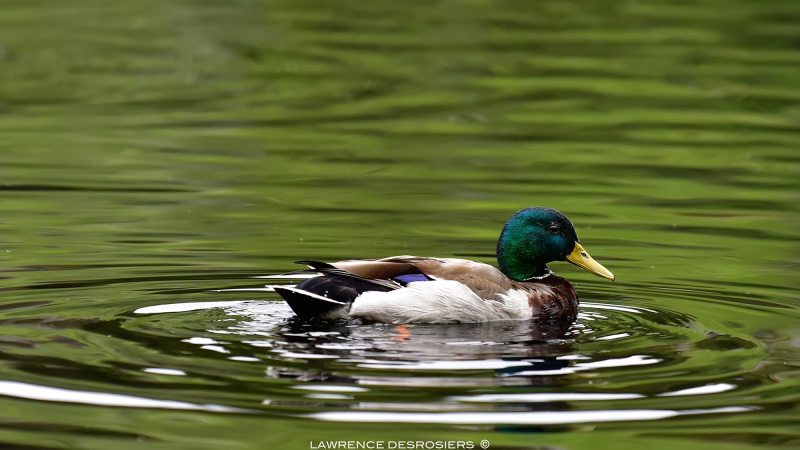 Photos, mots et dessins: Colvert...