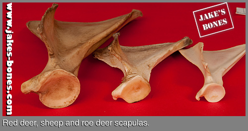 Comparing bones: scapulas (shoulder blades) : Jake's Bones