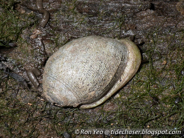 tHE tiDE cHAsER: Hollow-shelled Snails (Phylum Mollusca: Family ...