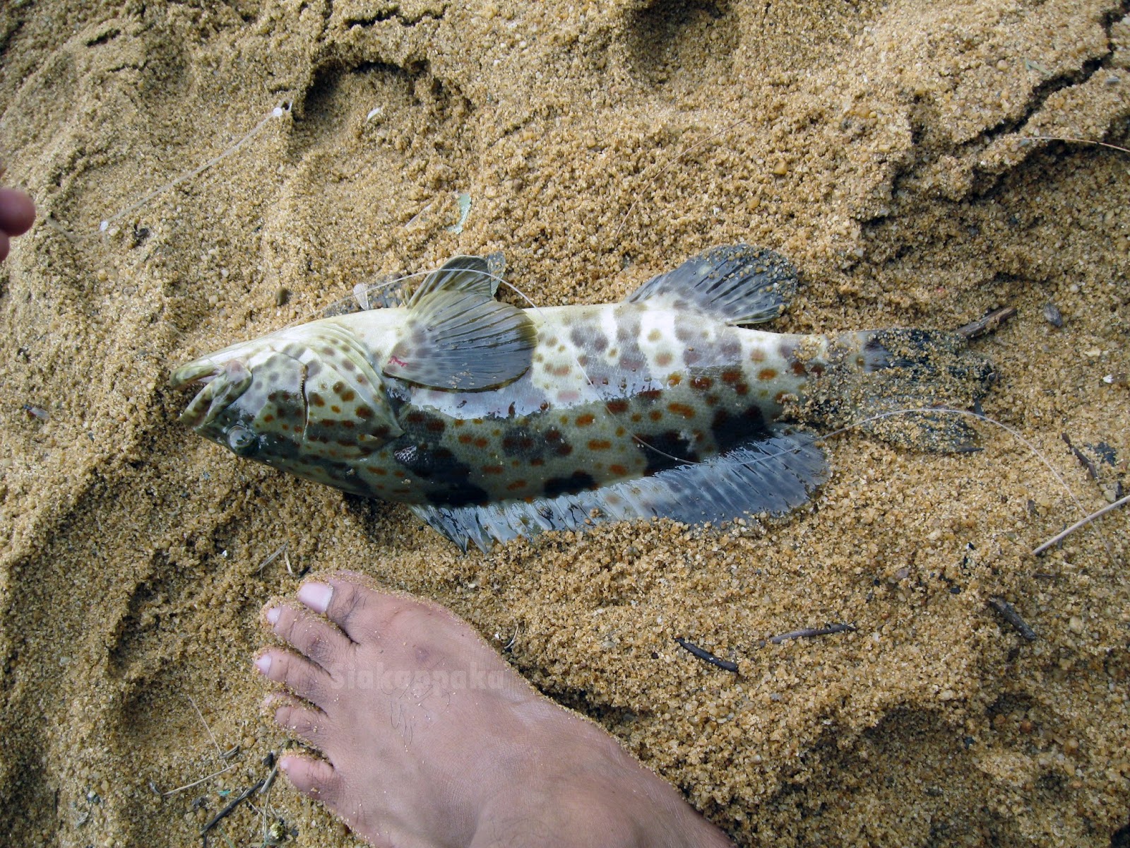 Mabang & Kerapu | Siakappaka