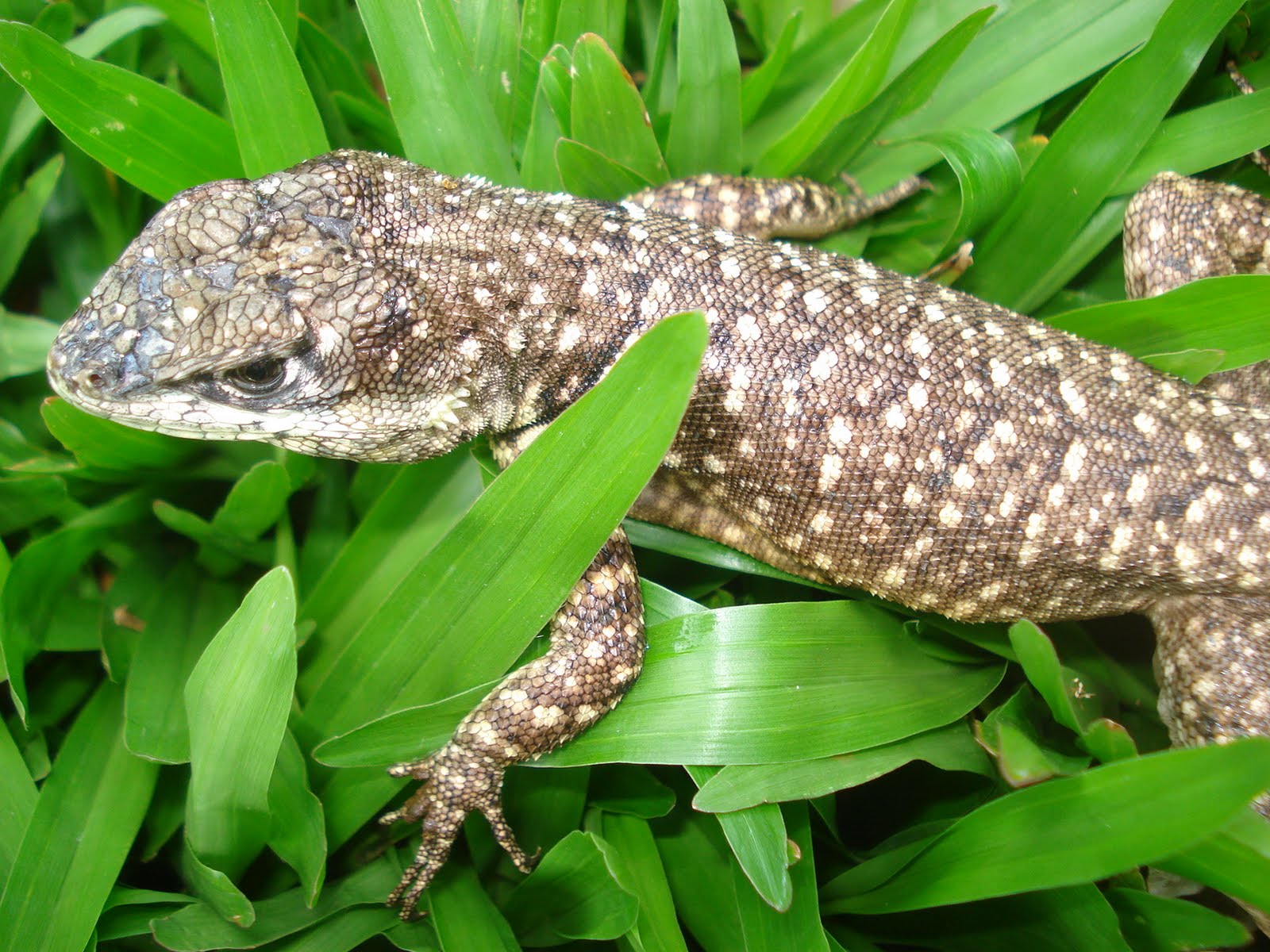 Mineira Pasárgada, Uberlândia do cerrado: Calango