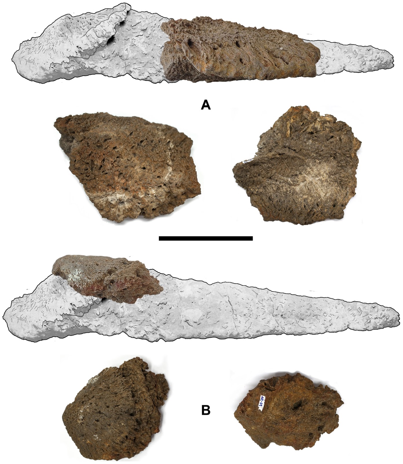 Equatorial Minnesota: Titanosaur osteoderms: characteristics