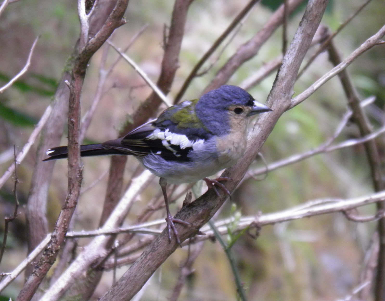 Natureza-em-movimento: Tentilhão macho - Fringilla coelebs maderensis