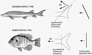 JCU Aquatic Resources : Catch of the Day: The Fish Families of Ohio