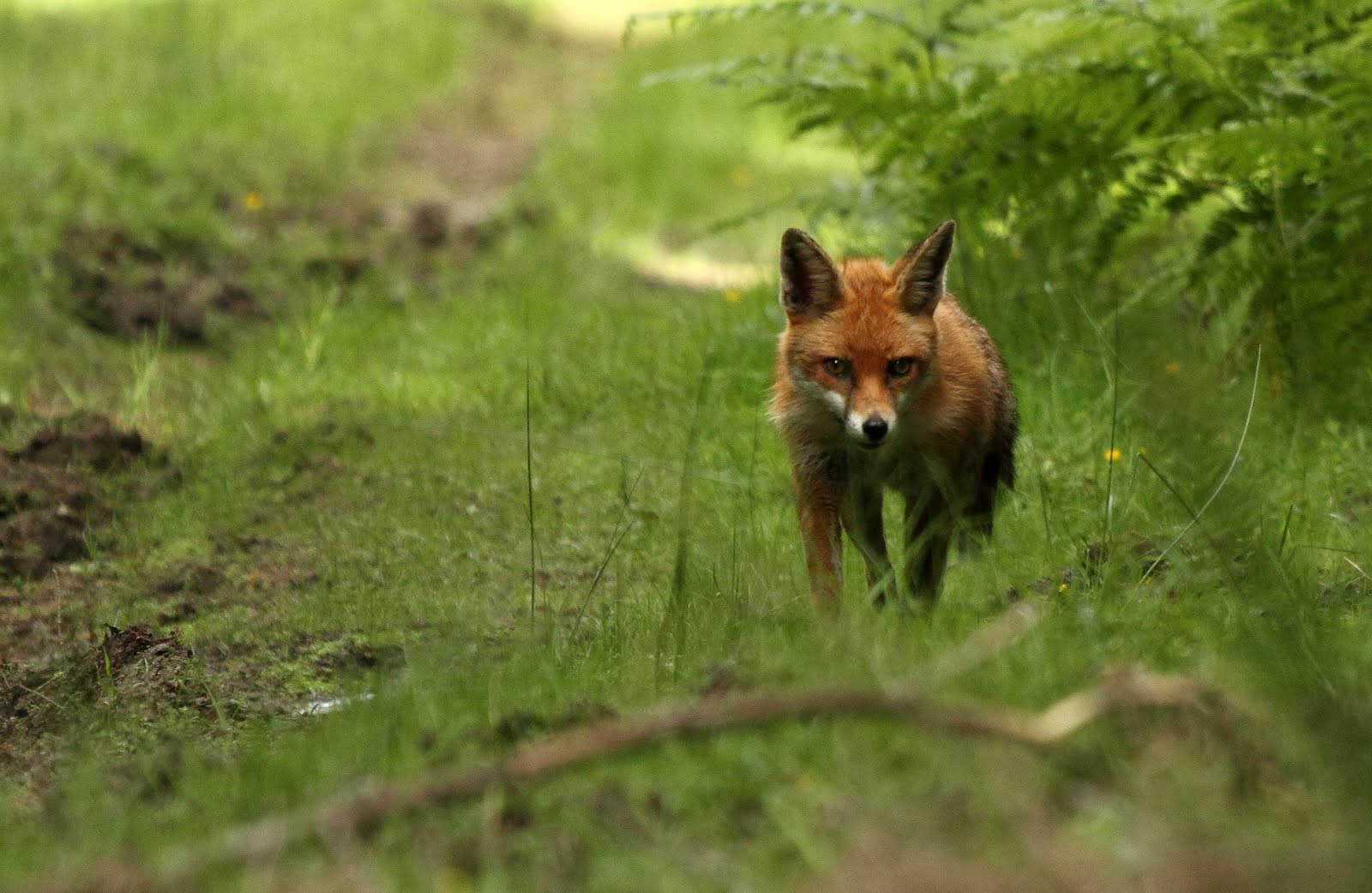 Forest of Dean Wildlife & Nature Diary: The Fox!