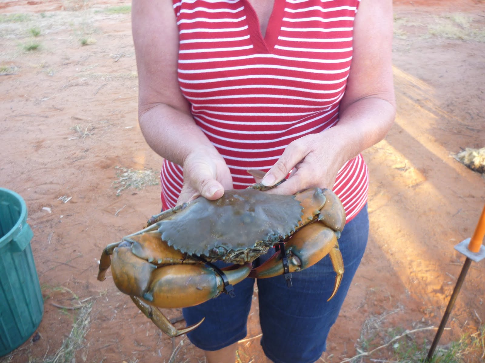 Just Keep on travelling: Mud crab racing in Derby, WA
