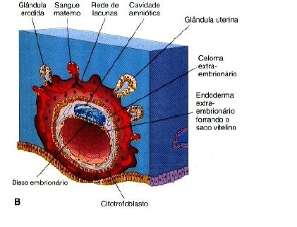 BIOMEDICINA-FARMÁCIA: SEGUNDA SEMANA DO DESENVOLVIMENTO HUMANO