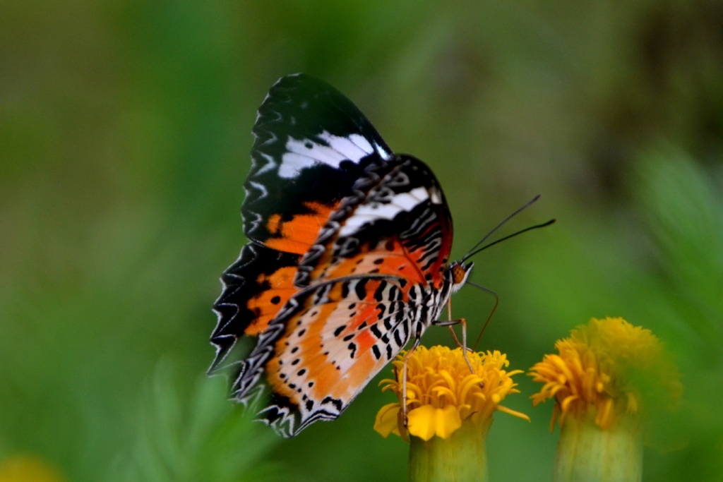 My little vegetable garden: Butterfly so beautiful, "lacewing"