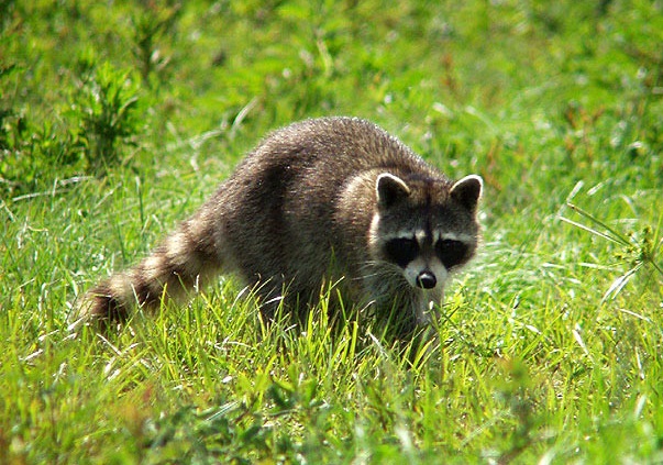 Animals Classifications: Raccoon Classification