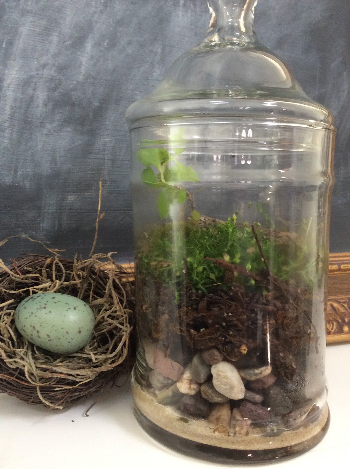 Fresh Vintage by Lisa S: Easy Nature Walk Moss Terrariums