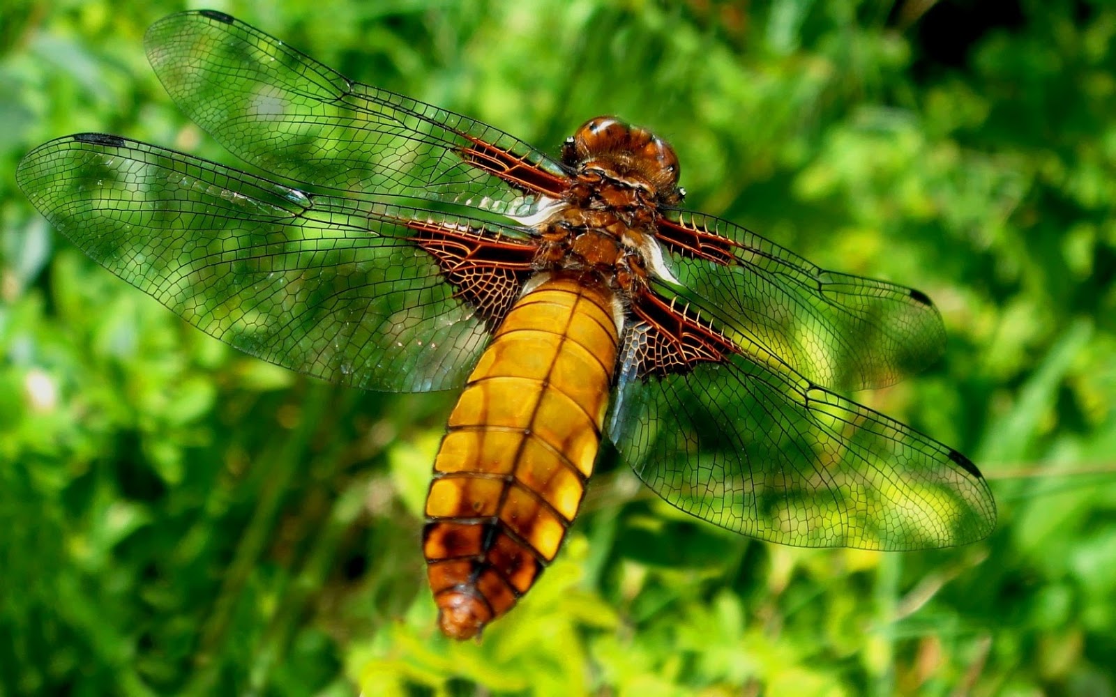 Denis Francisco: Fondo de Pantalla Libélula volando