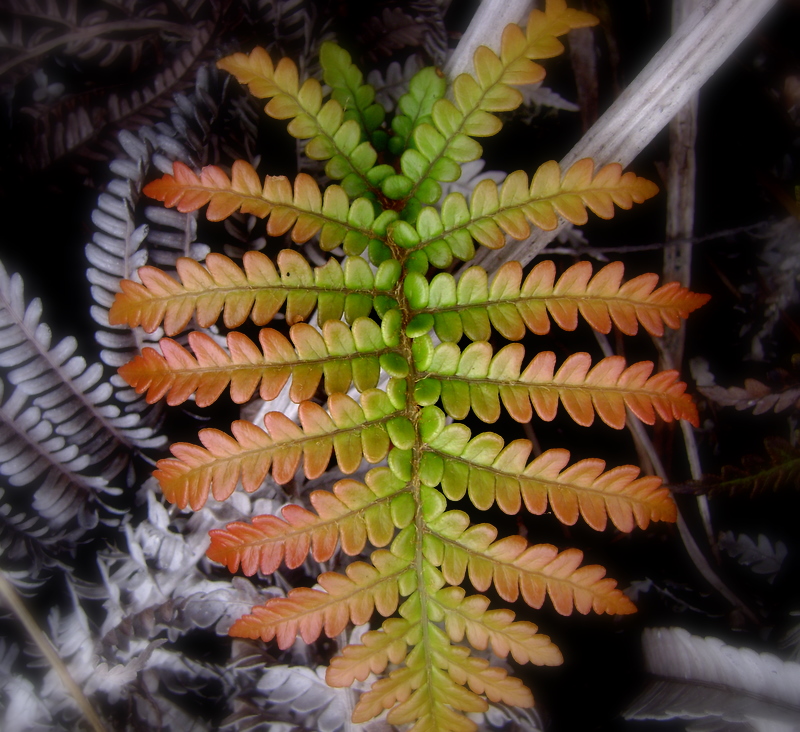 Kilauea Poetry: Fern Fever