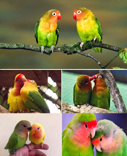 Amici-in-allegria: Inseparabili – Agapornis