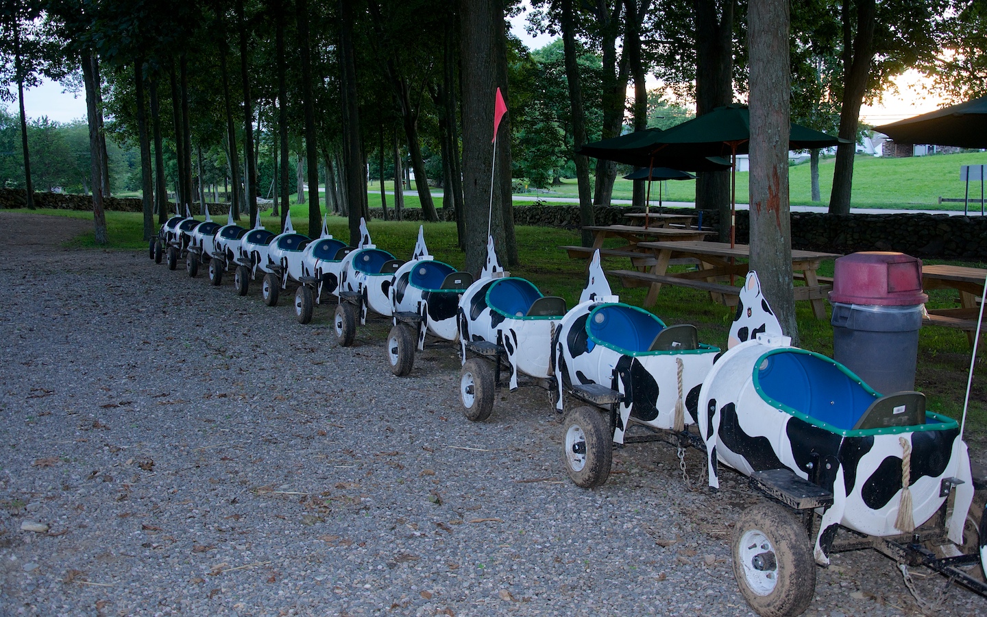 Connecticut Diaries: Cow Train