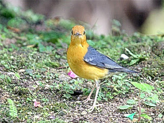 Mengenal Burung Anis Merah Bag.2 - Ocehan Kenari