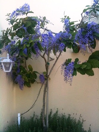 Practical Gardening: Single Trunk of the Sandpaper Vine (Petrea Volubilis)