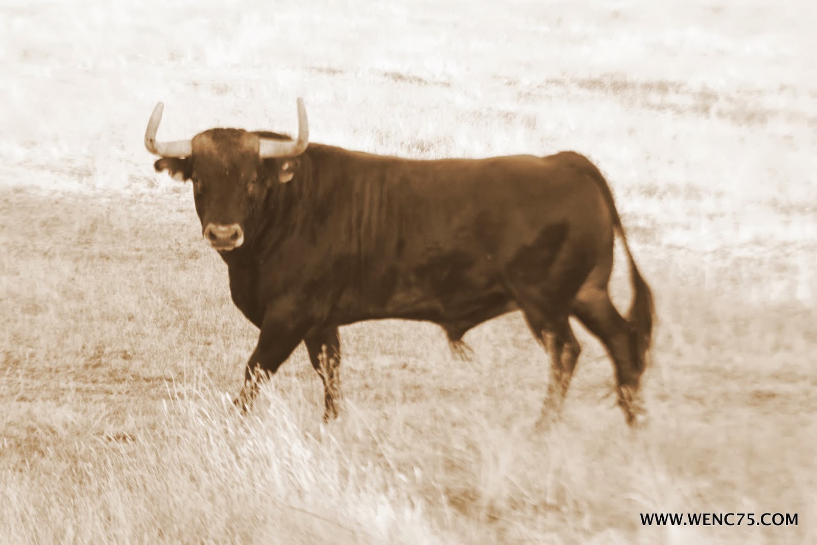 WENC75: VISITA A LA GANADERIA DE VICTORIANO DEL RIO
