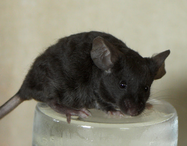 Picobello. Hodowla myszy rasowych.