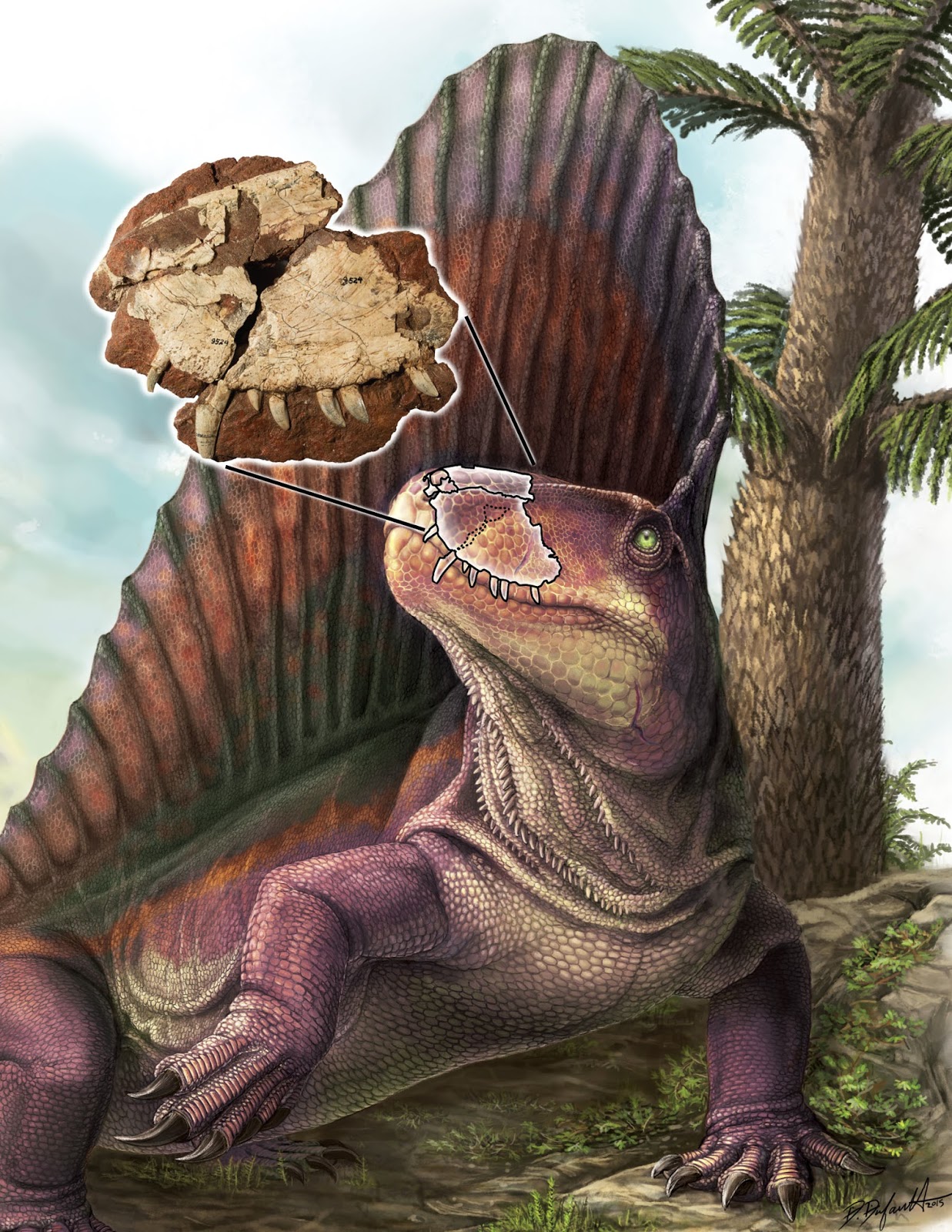 Species New to Science: [Paleontology • 2015] Dimetrodon borealis • Re ...
