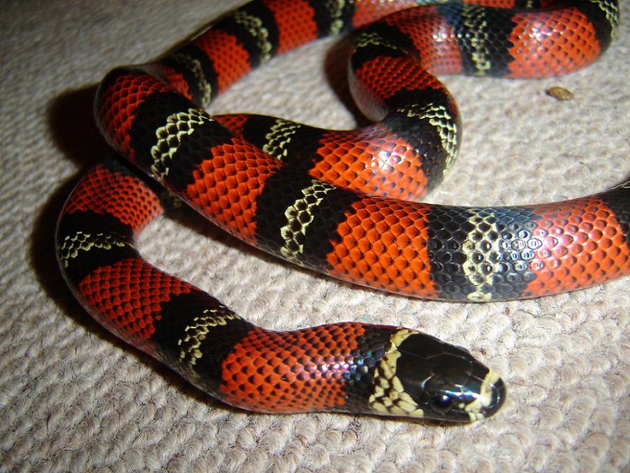 Andean milksnake - flonipod