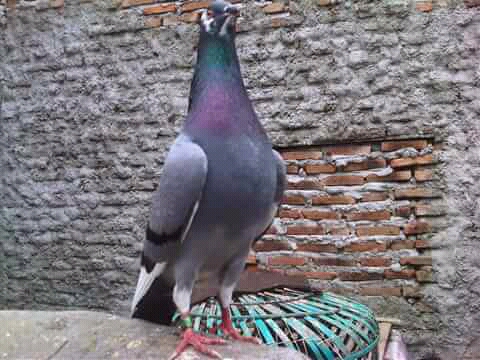 Ciri ciri Burung Merpati Balap Yang Berkualitas dan Memiliki Mental ...