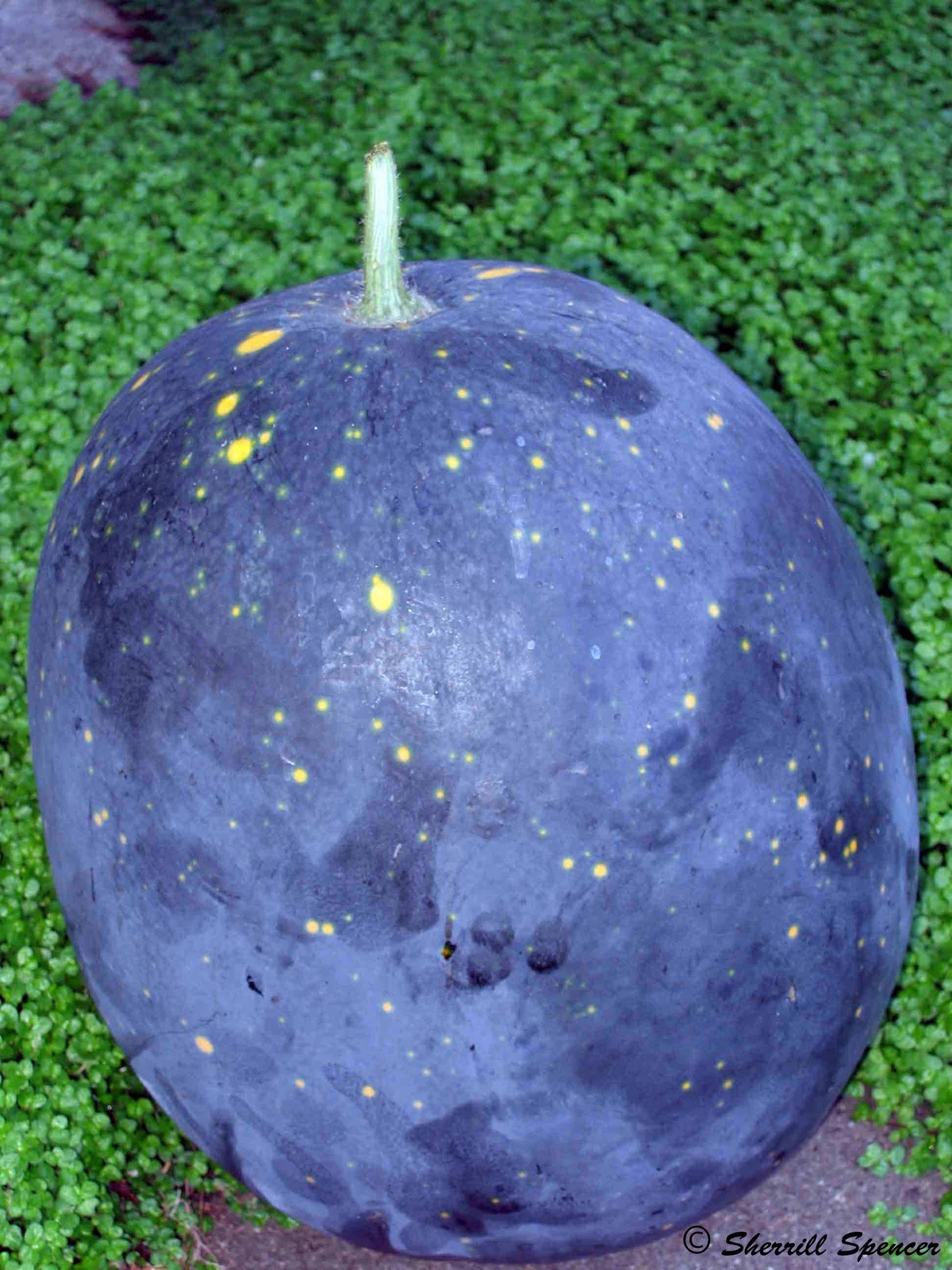 Willow's Quiet Corner: Garden Bounty