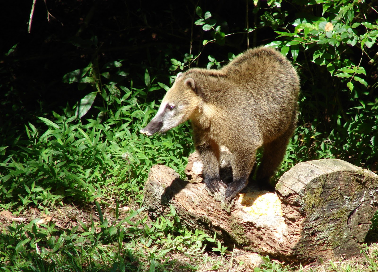 Clique ambiental:: O quati