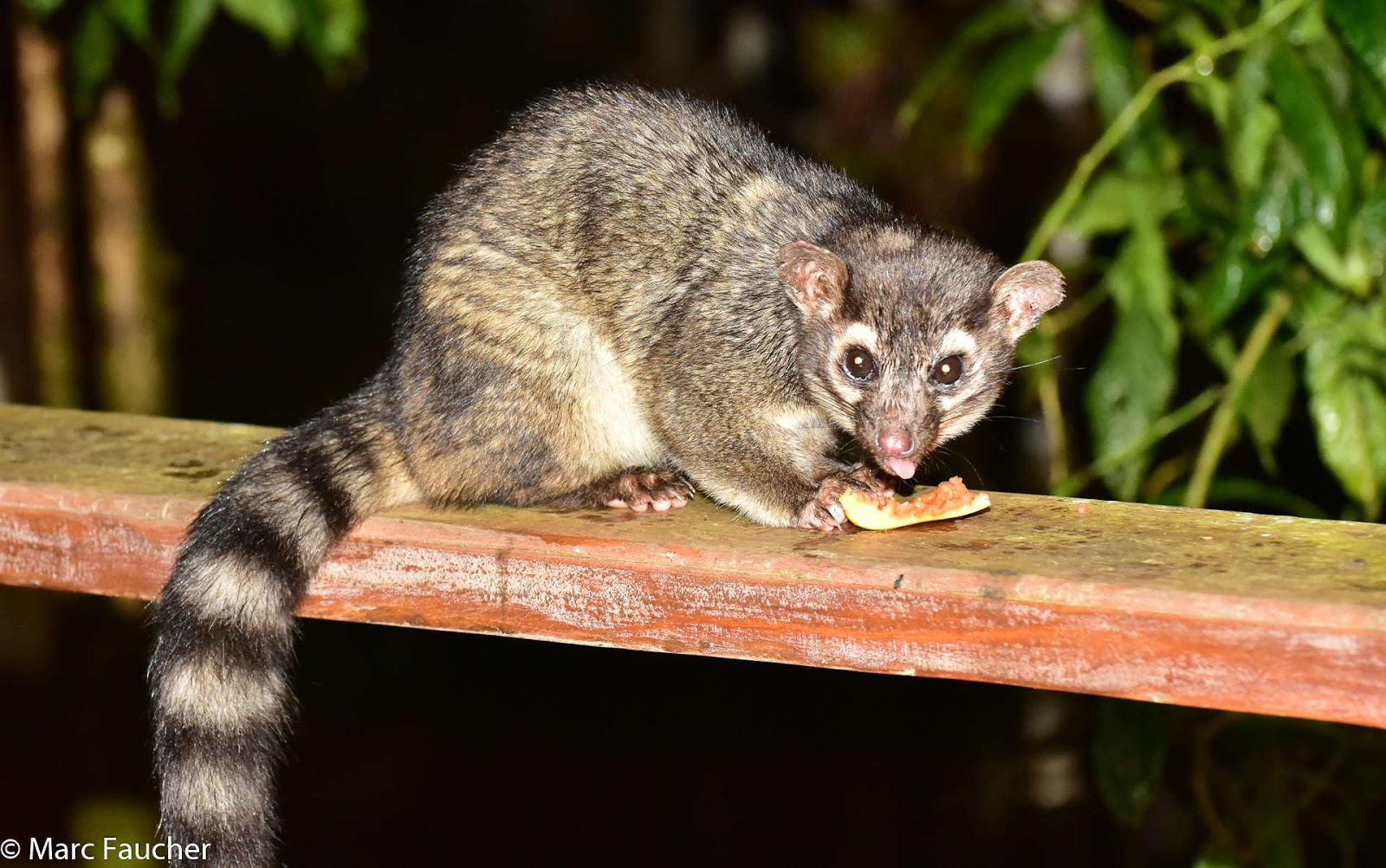 World Travel - Marc & Peggy Faucher: What's a Cacomistle?