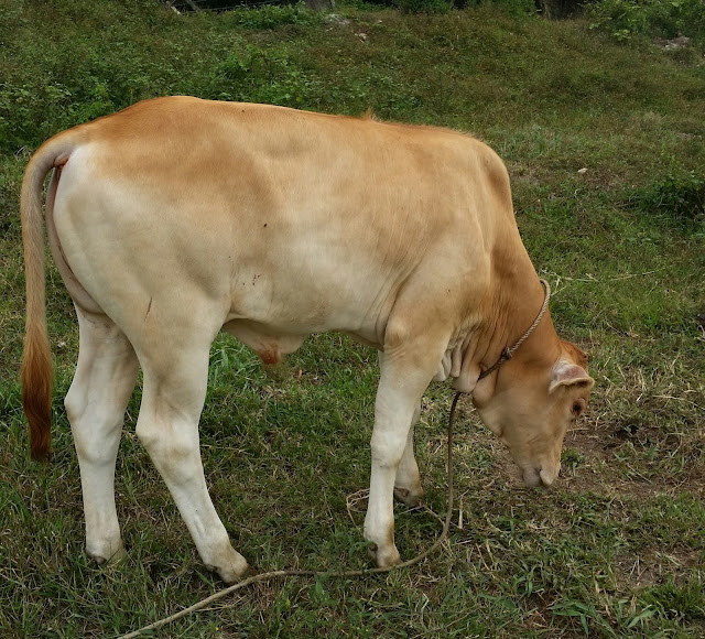 Warisan Petani: Ternakan Lembu 2