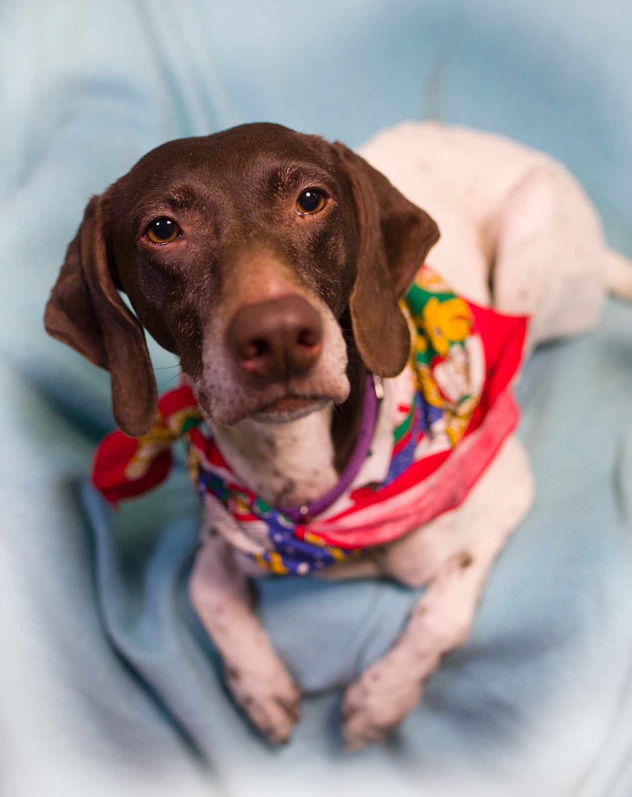 Shelter Dogs of Portland: "LEX" friendly energetic little german ...