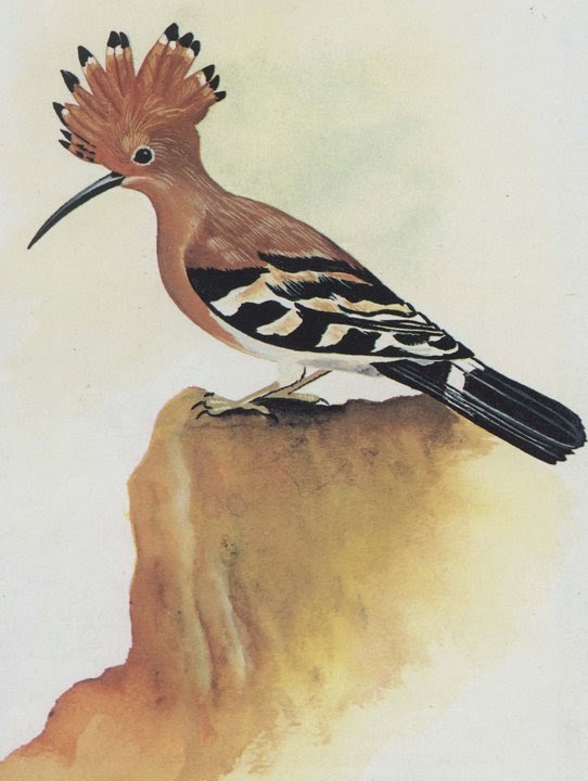 Si Burung Hud Hud yang unik