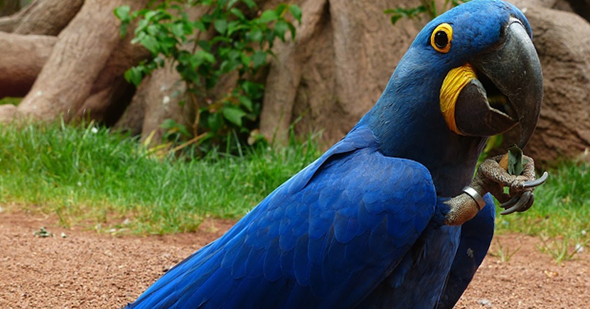 Rupa rupa burung - macam macam burung