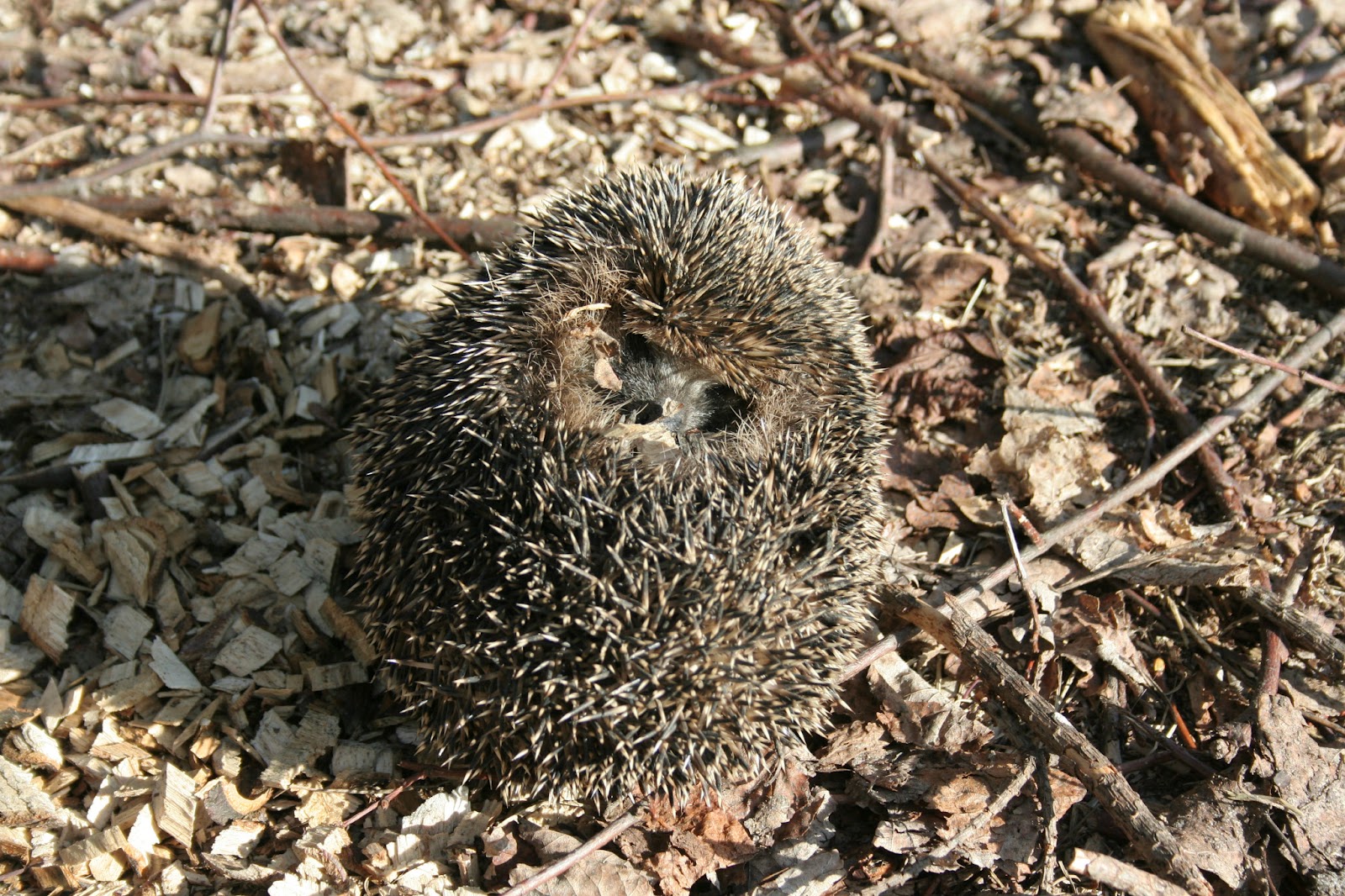 Las Mira: Ciężkie życie jeża.