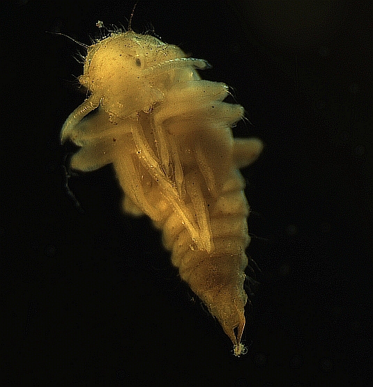 Daniel C. Huston | Research Page: The Comal Springs riffle beetle ...