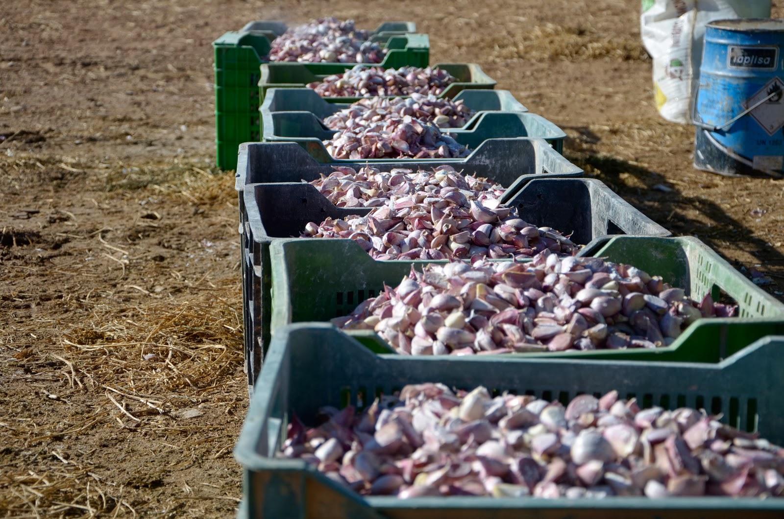 Garlic: Mechanical planter