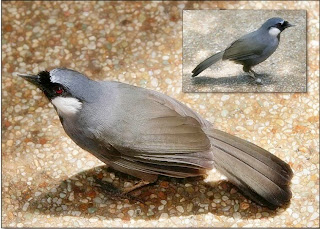 Burung Poksai - Ocehan Kenari