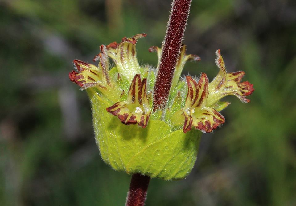 Biodiversity of Cyprus by NGO Protection of the Natural Heritage and ...