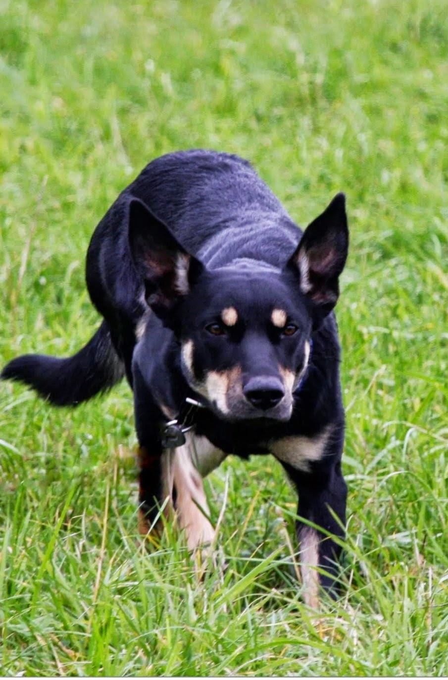 MITCHENS WORKING KELPIE.: Sophiental Chang