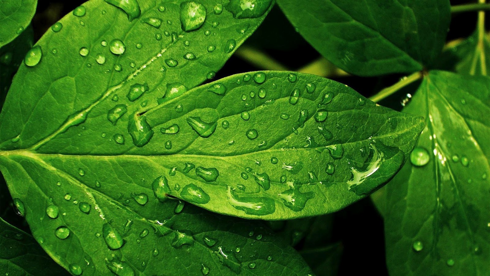 Groene bladeren met waterdruppels | Mooie Leuke Achtergronden Voor Je ...