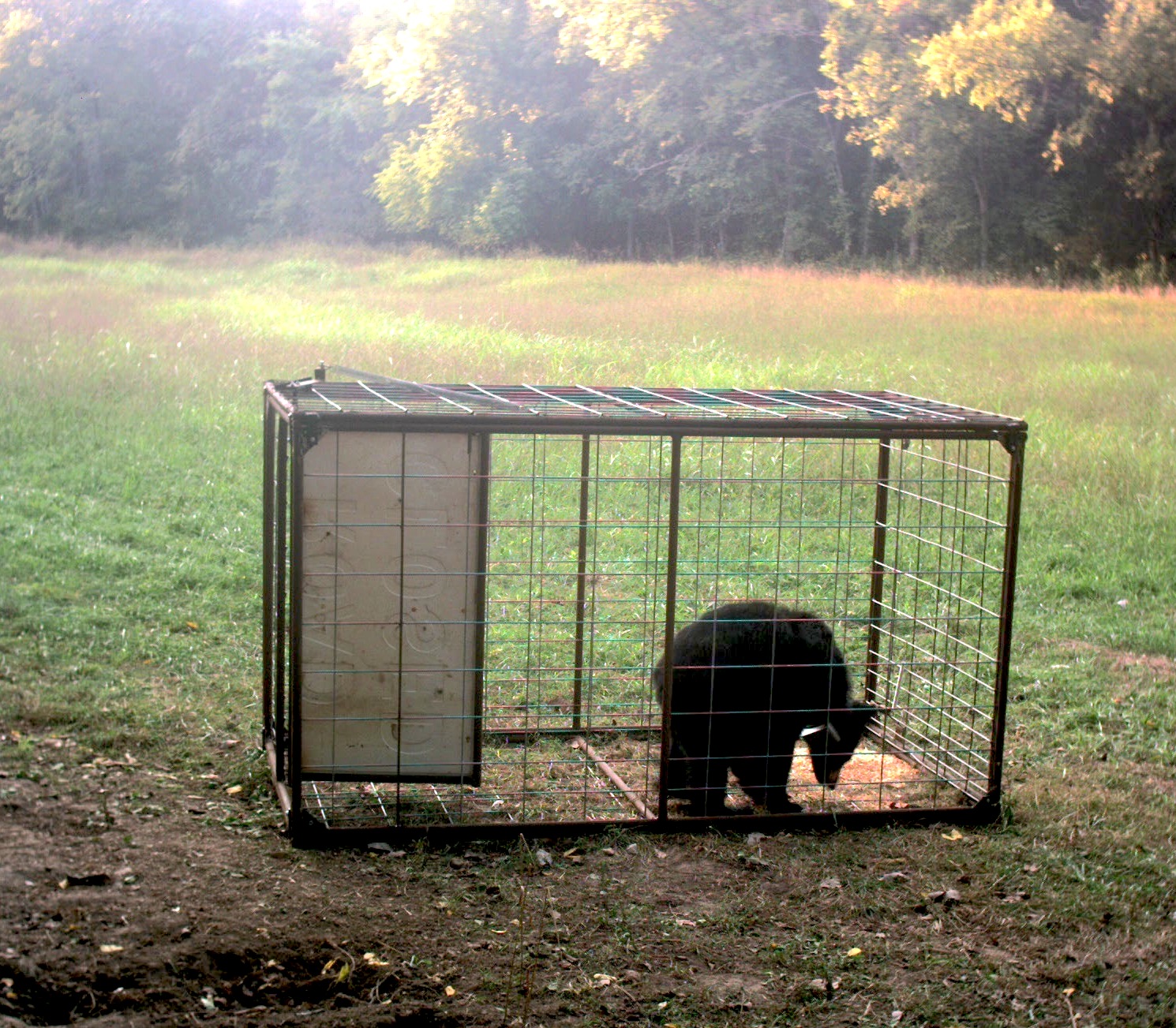 Springfield Plateau: Feral Hogs