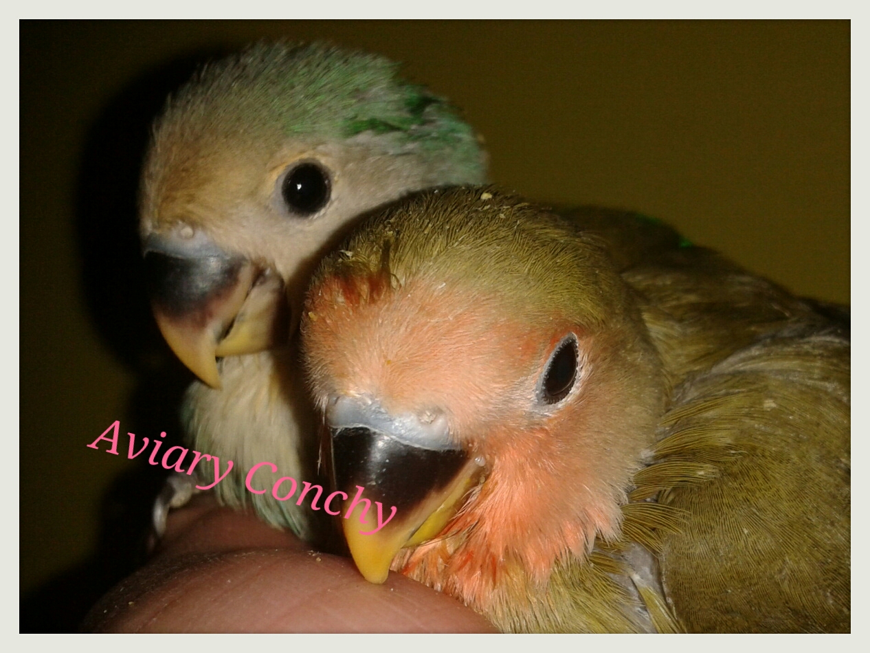 Aviario de conchi: Agapornis papilleros