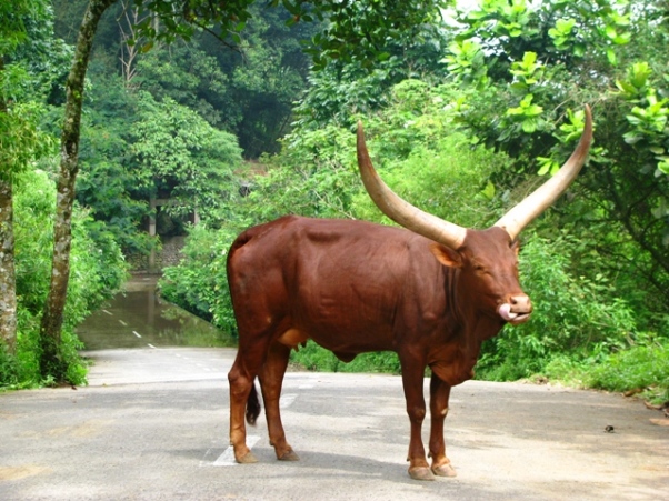 Satwa Liar di Indonesia