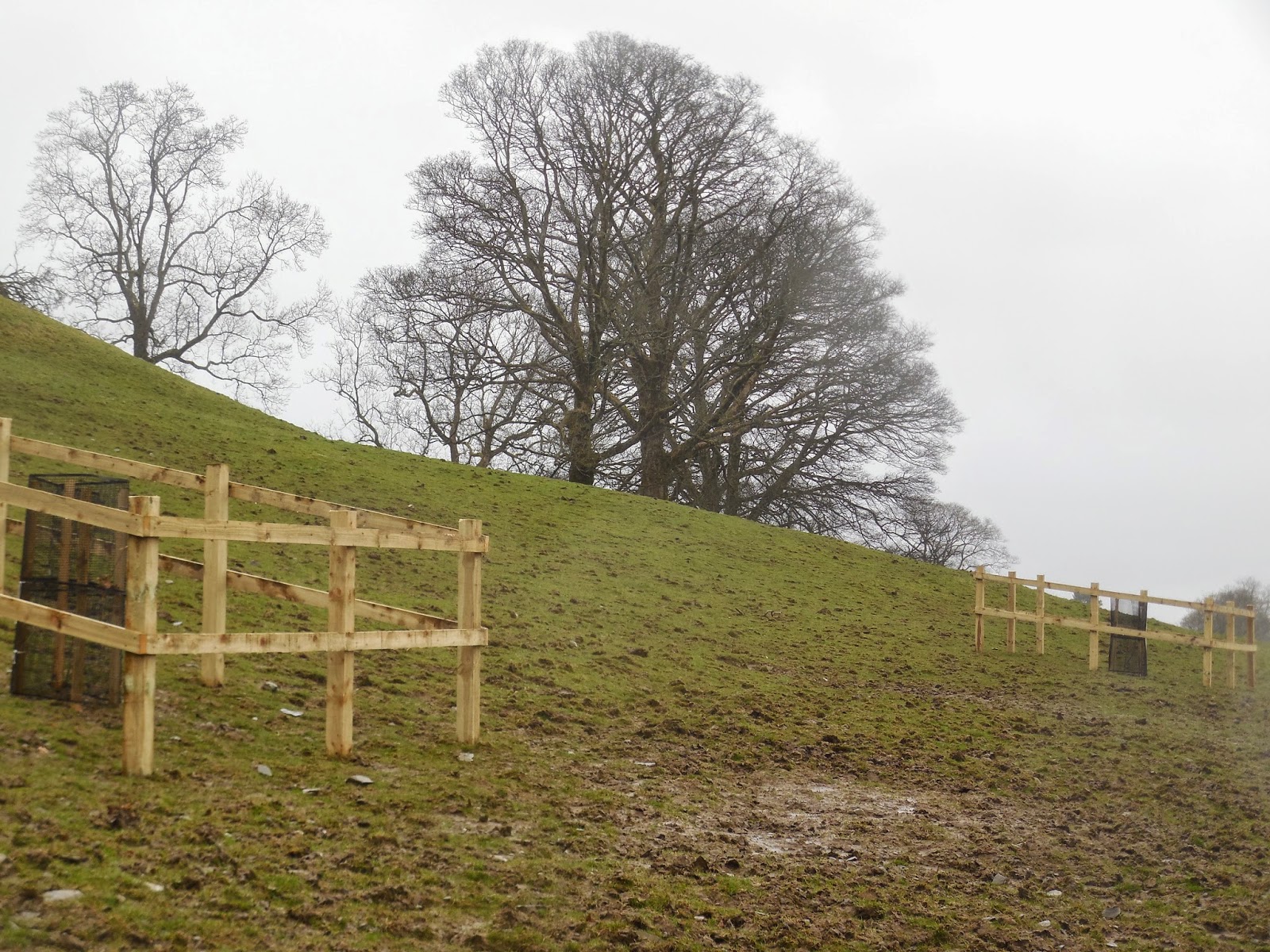 Central and East Lakes Rangers: Tree Guards and Tree Planting: The Howe ...