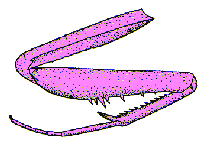 InSeCtOs: TIPOS DE PATAS Y SUS ADAPTACIONES