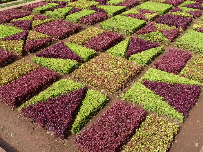 Lo que veo en el mundo: Jardines geométricos