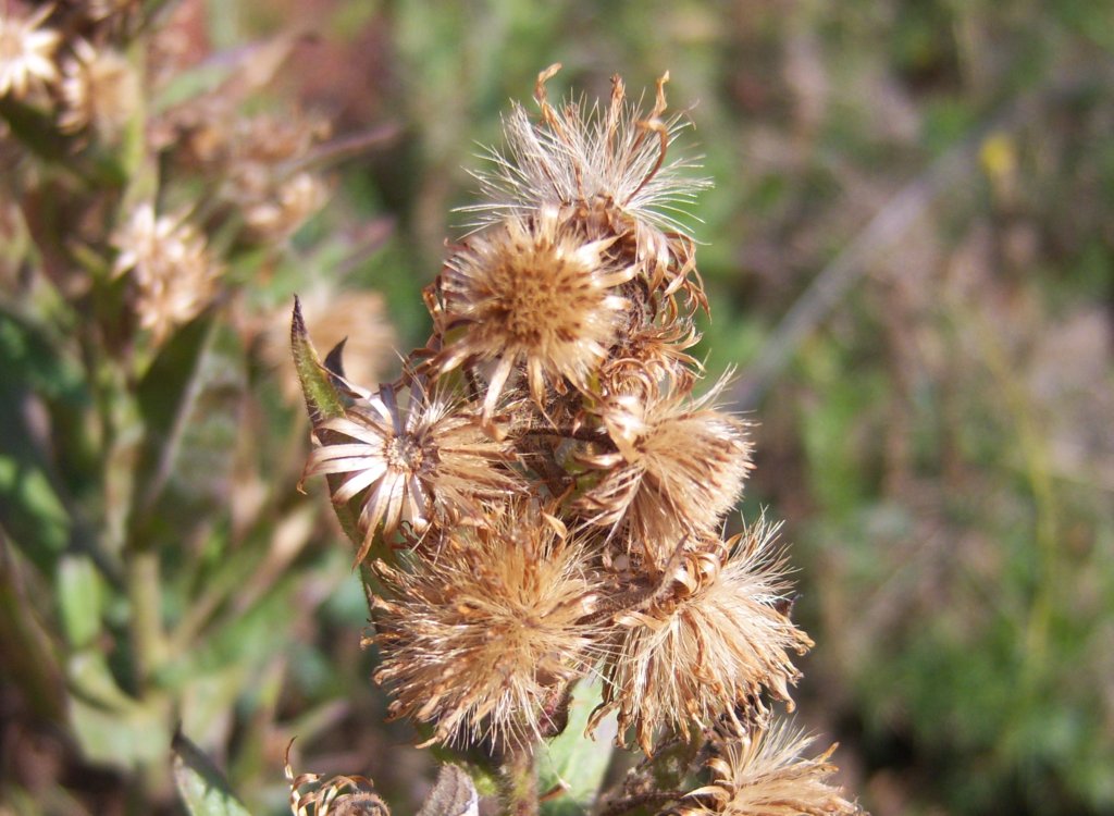 OLIVARDA fruto y vilano - BOTÀNIC SERRAT